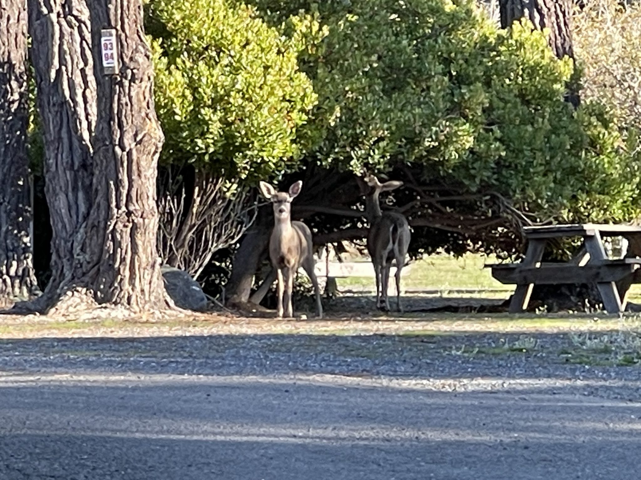 Activities – Pomo RV Park & Campground